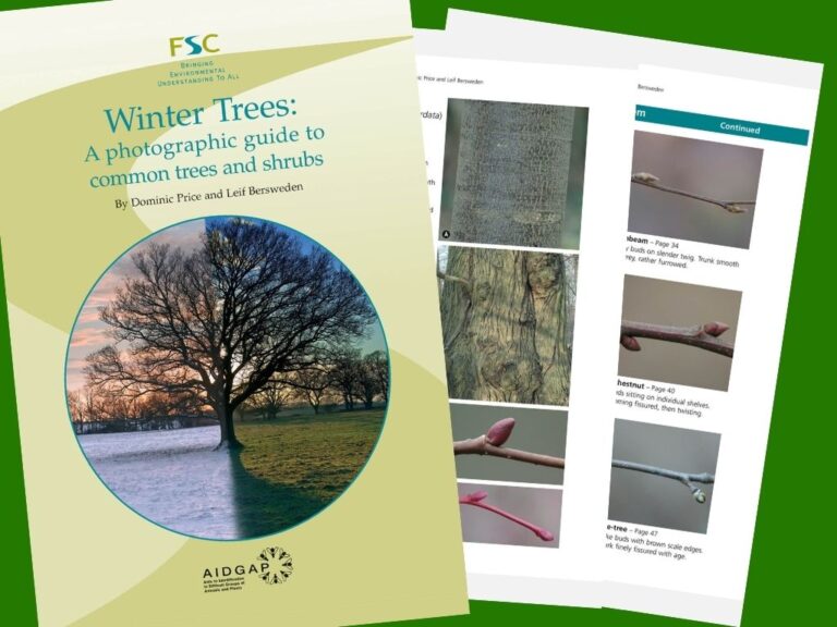 How To Identify Trees (Winter) - Woodland Classroom