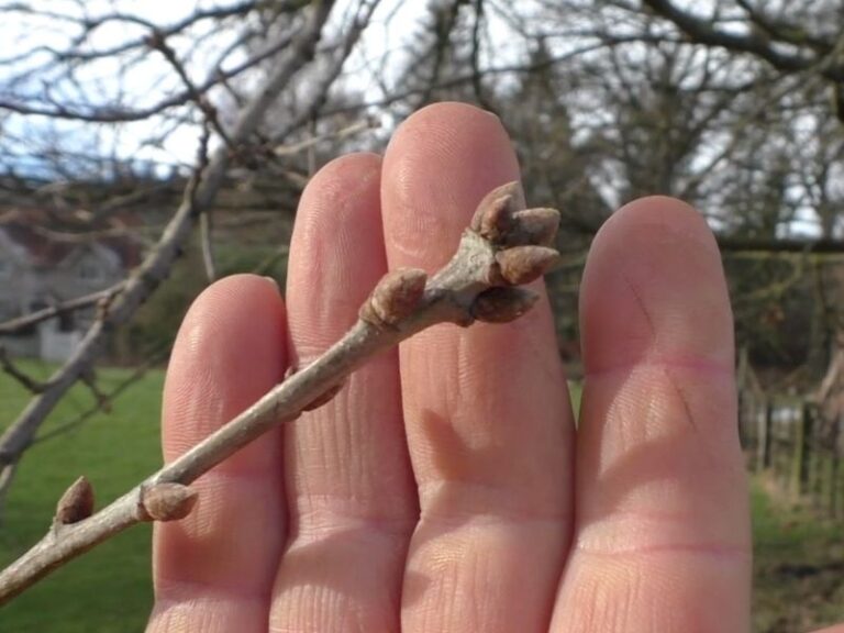 3 TOP TRICKS TO IDENTIFY ANY TREE - Woodland Classroom