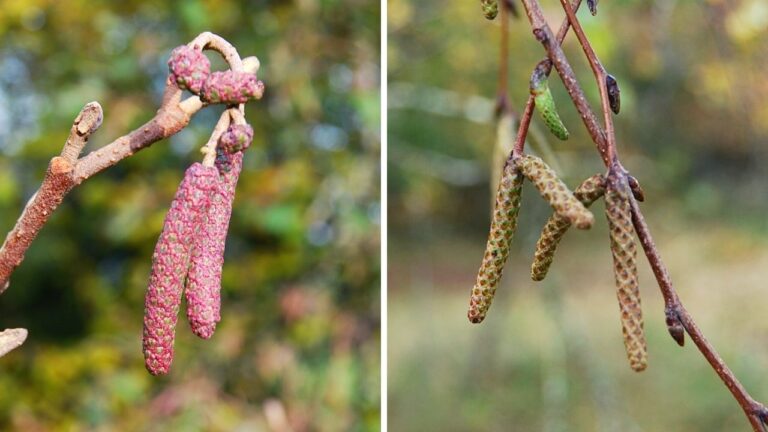 Which Trees Have Catkins? - Woodland Classroom