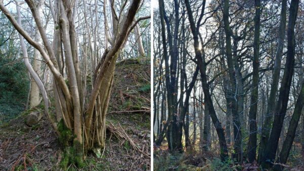 Is It A Tree Or A Shrub? - Woodland Classroom