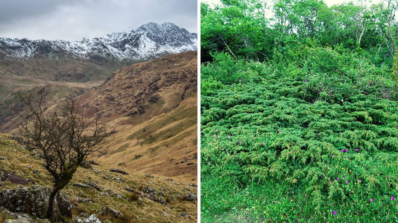 Is It A Tree Or A Shrub? - Woodland Classroom