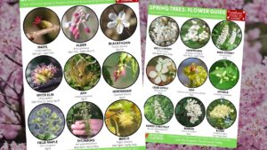 FREE Spring Tree Flower Guide - Woodland Classroom