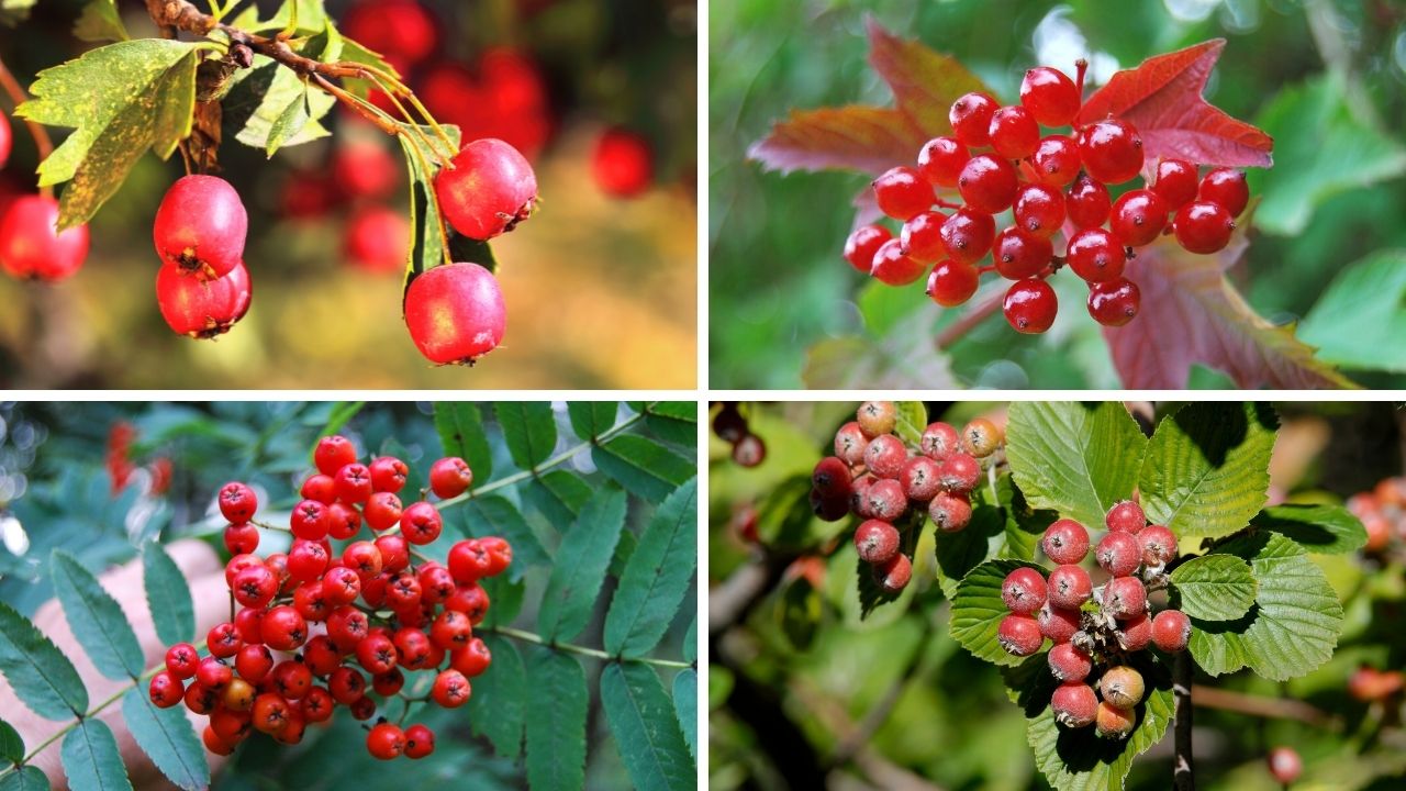 FREE Autumn Tree Guide - Woodland Classroom