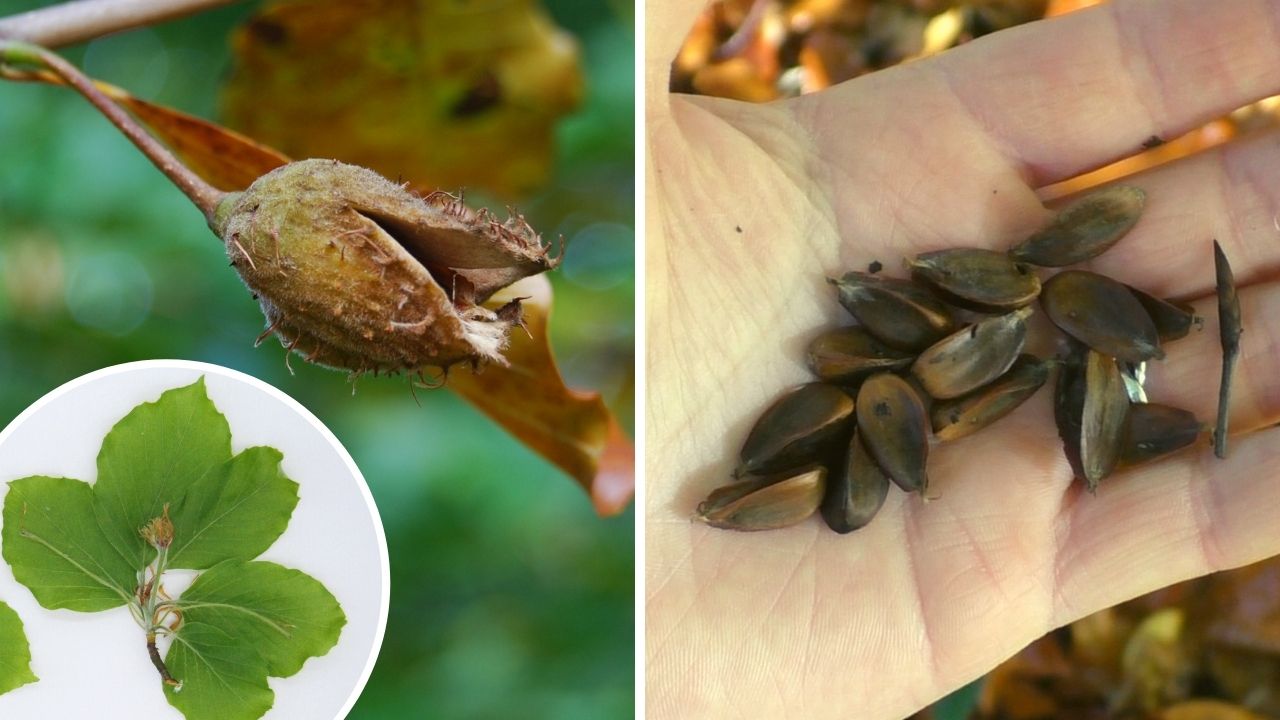 Ten Trees You Can Eat - Woodland Classroom
