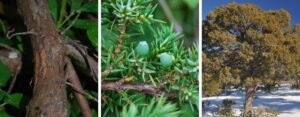 Which Conifer Trees Are Native to Britain? - Woodland Classroom
