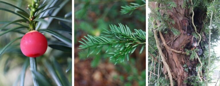 Which Conifer Trees Are Native to Britain? - Woodland Classroom