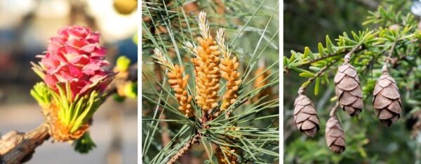 Which Conifer Trees Are Native to Britain? - Woodland Classroom