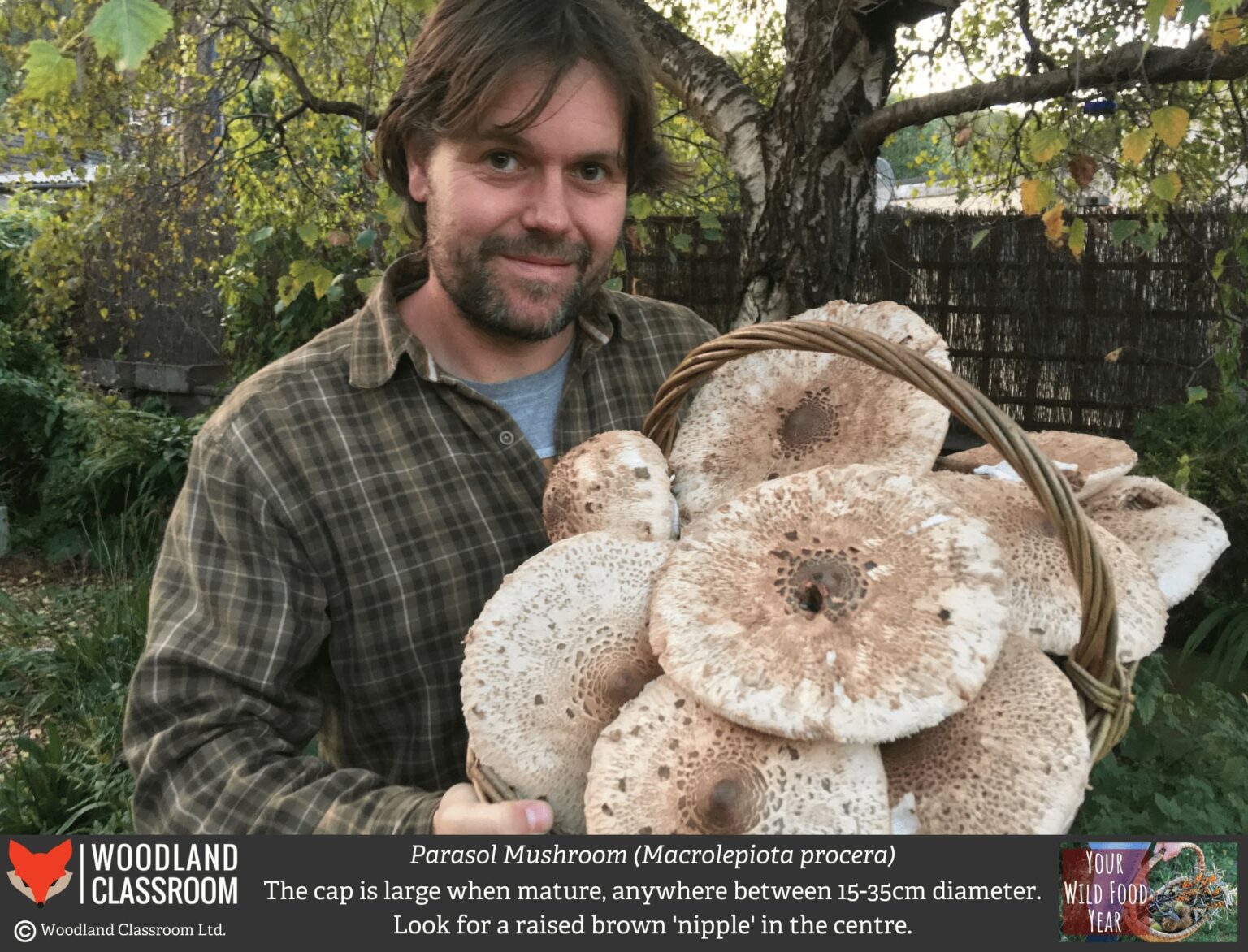 The Perfect Wild Mushroom For Beginner Foragers: Parasols - Woodland ...